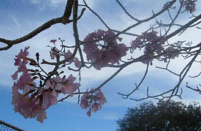 Primavera Trees in Bloom - On the Road in Mexico